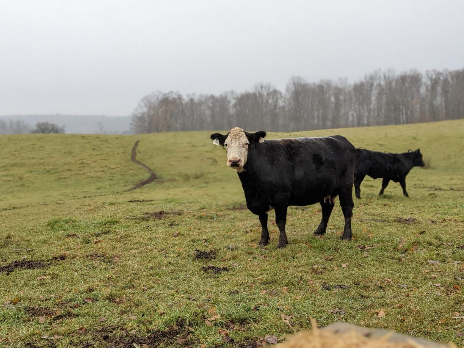 The Noble Family’s 9th Generation Farm: A Story of Sustainable Beef ...